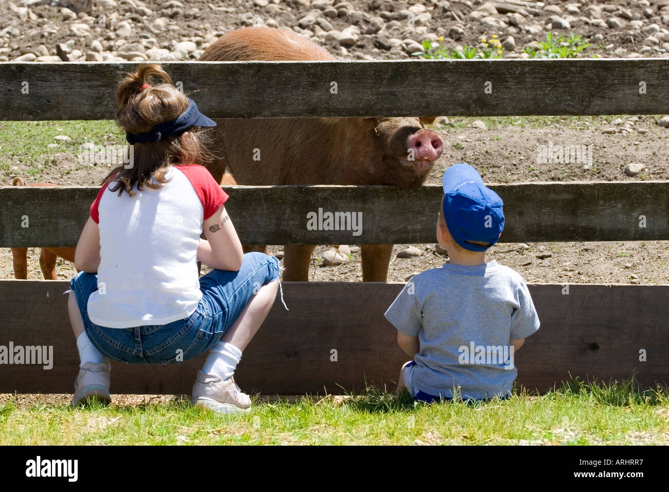Two young children watching a large pig through a fence Stock Photo - Alamy
