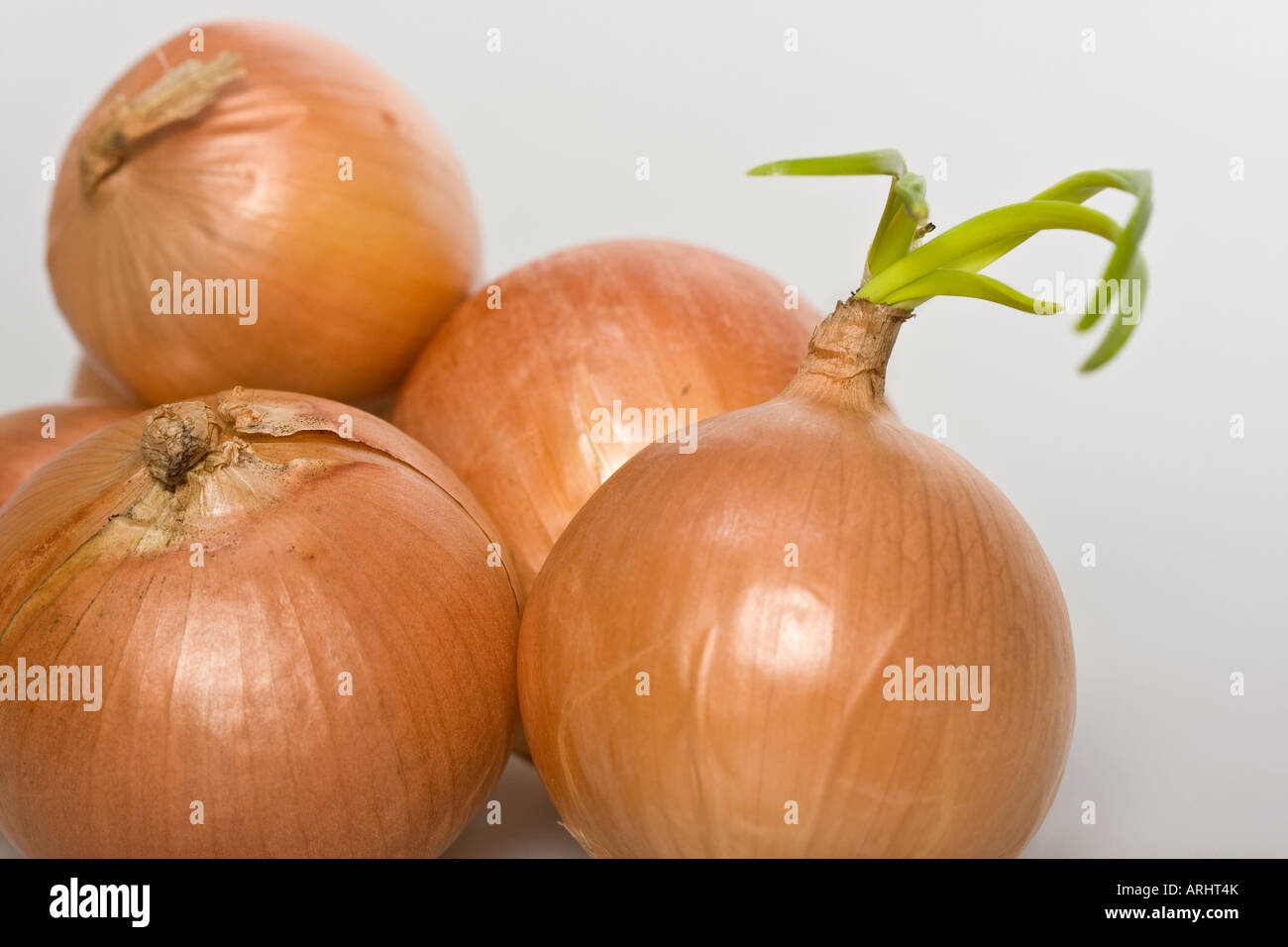 Close up of whole sprouted sprouting sprout the Onions photo from above ...