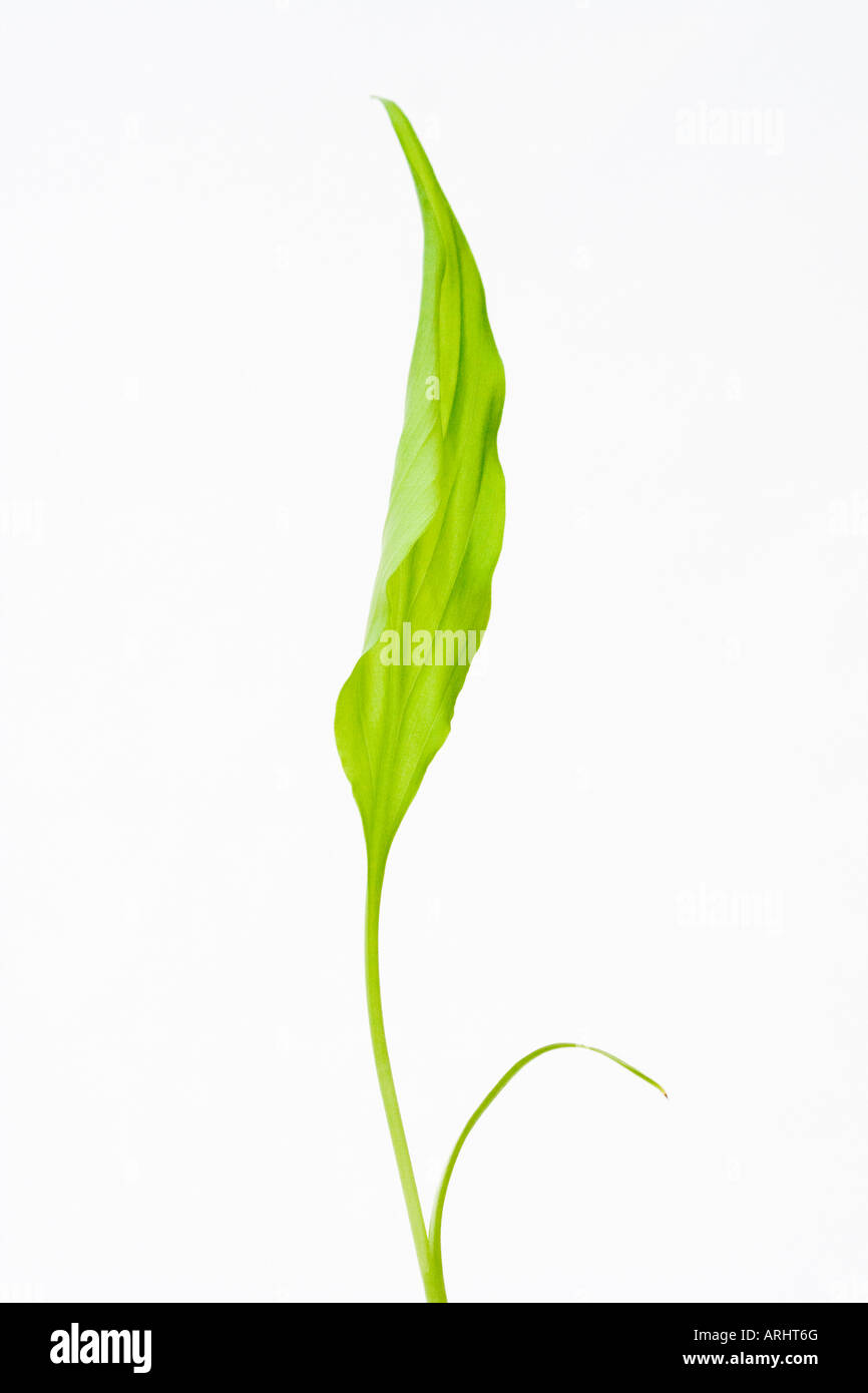 Leaf example hi-res stock photography and images - Alamy