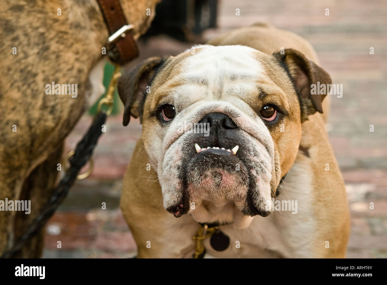 English Bulldog portrait Stock Photo - Alamy
