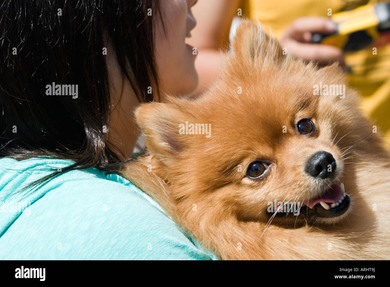 Smiling Pomeranian Spitz toy dog with the owner Stock Photo - Alamy