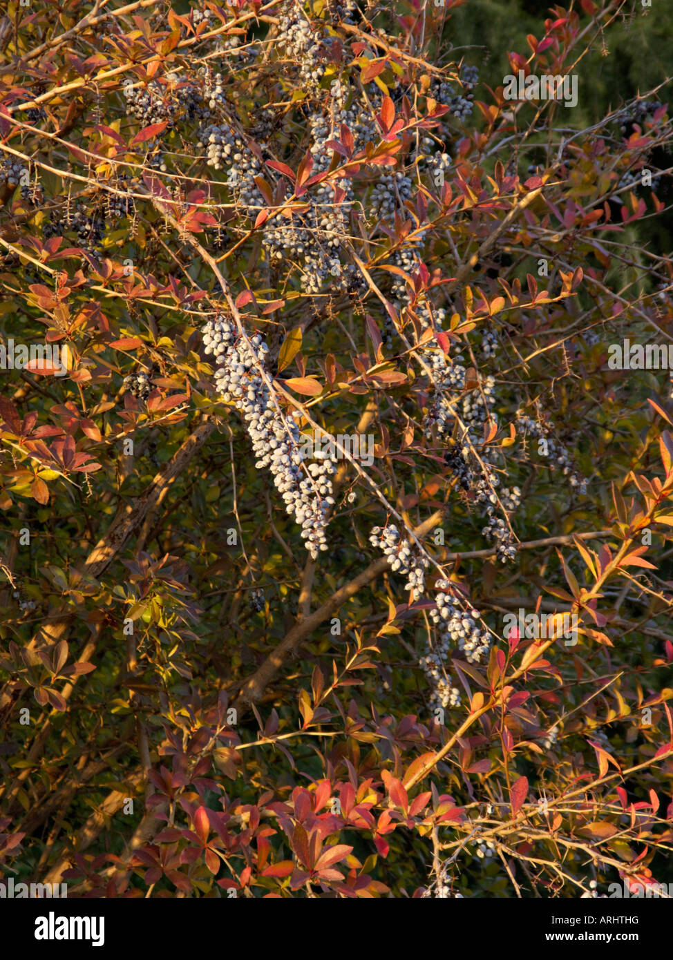 Indian barberry (Berberis aristata Stock Photo - Alamy