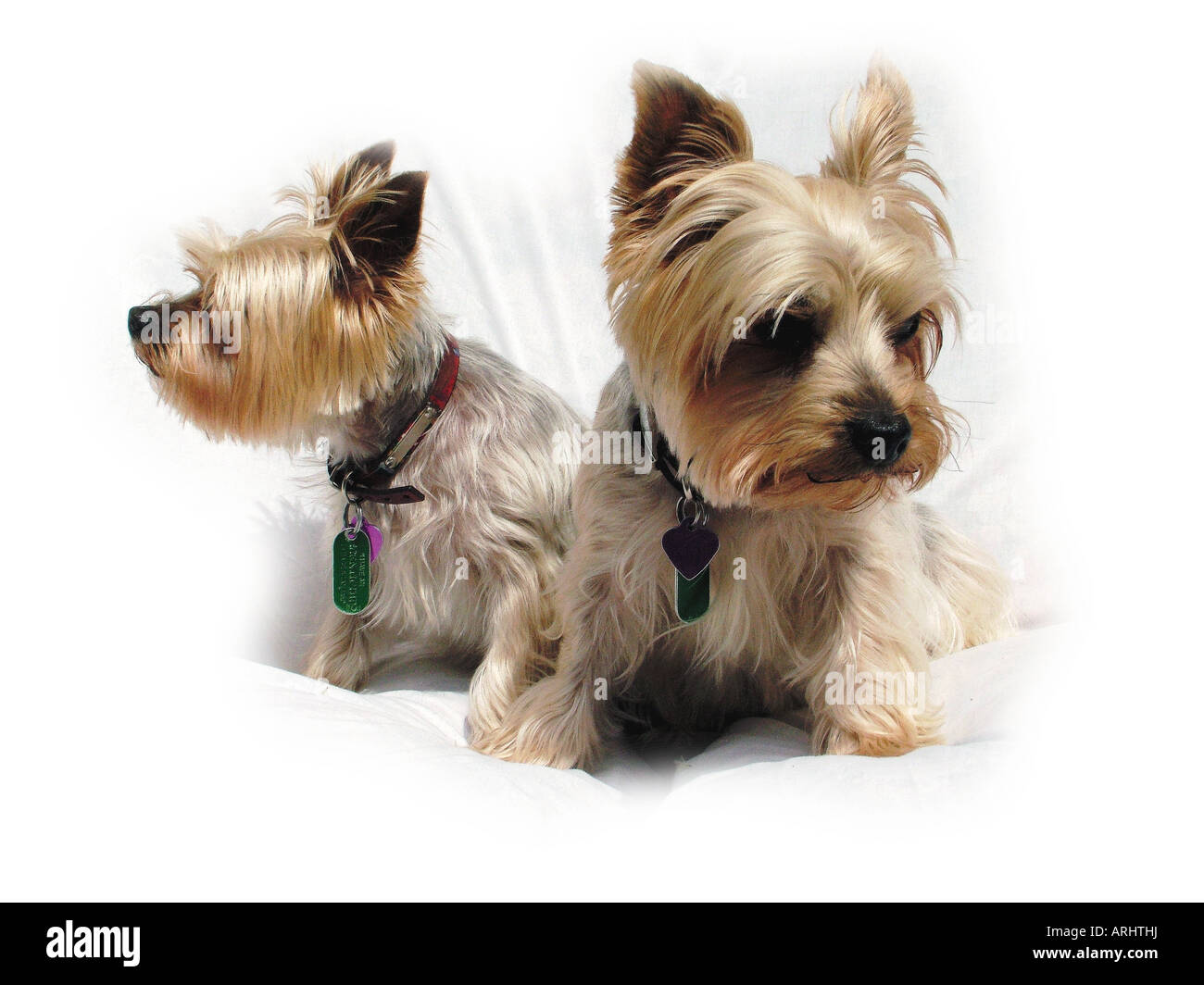 Yorkshire ter hi-res stock photography and images - Alamy