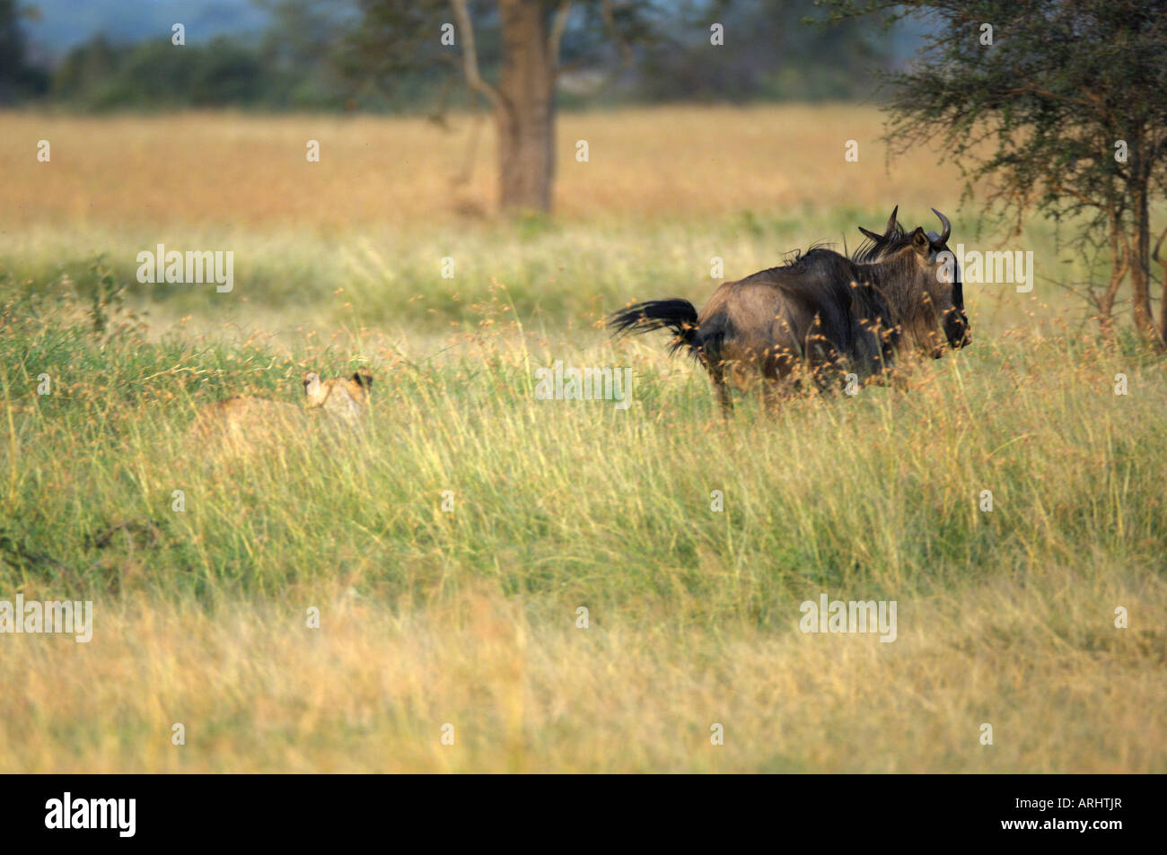 A hunting lioness at Sunset is running behind her prey,Serengeti ...