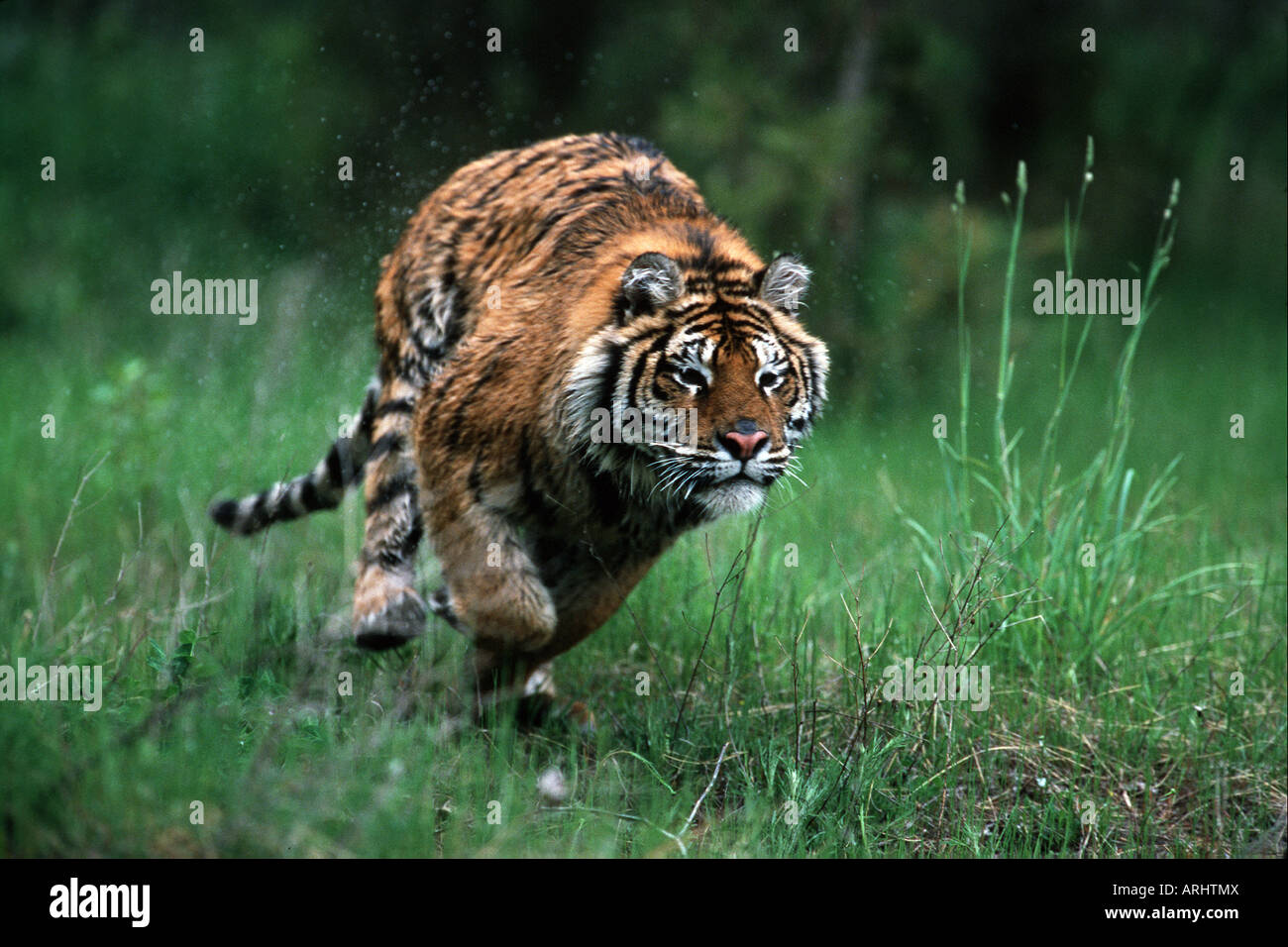 A running Siberian tiger Panthera tigris Stock Photo - Alamy