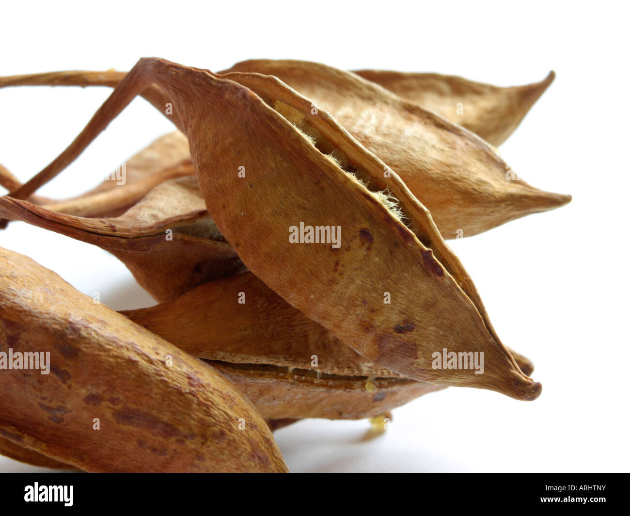 Australian flame tree (Brachychiton acerifolius Stock Photo - Alamy