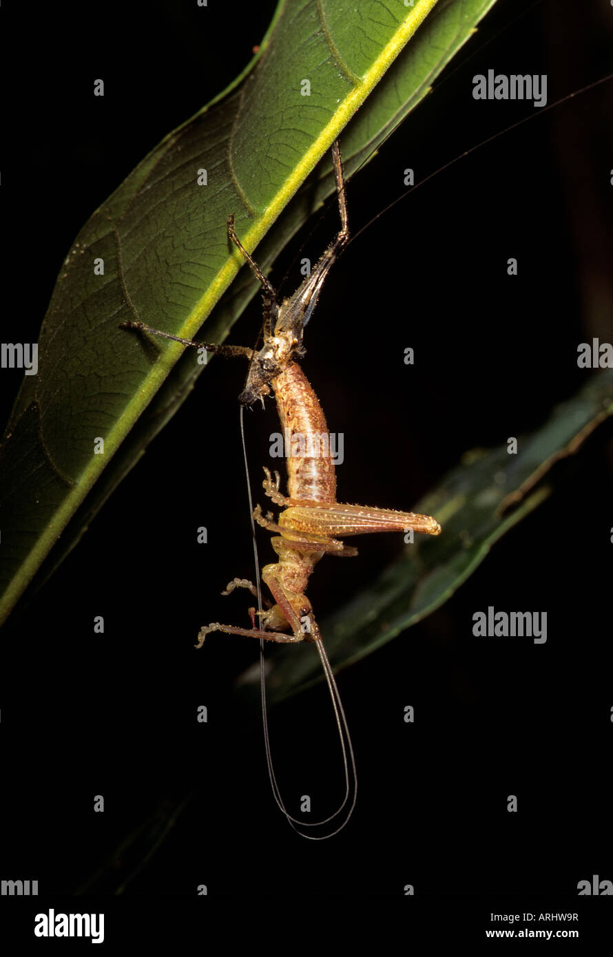 Katydid shedding exoskeleton, Amazon rainforest. Peru Stock Photo - Alamy