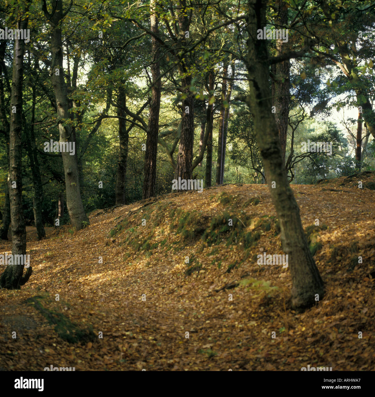 Grim forest hi-res stock photography and images - Alamy