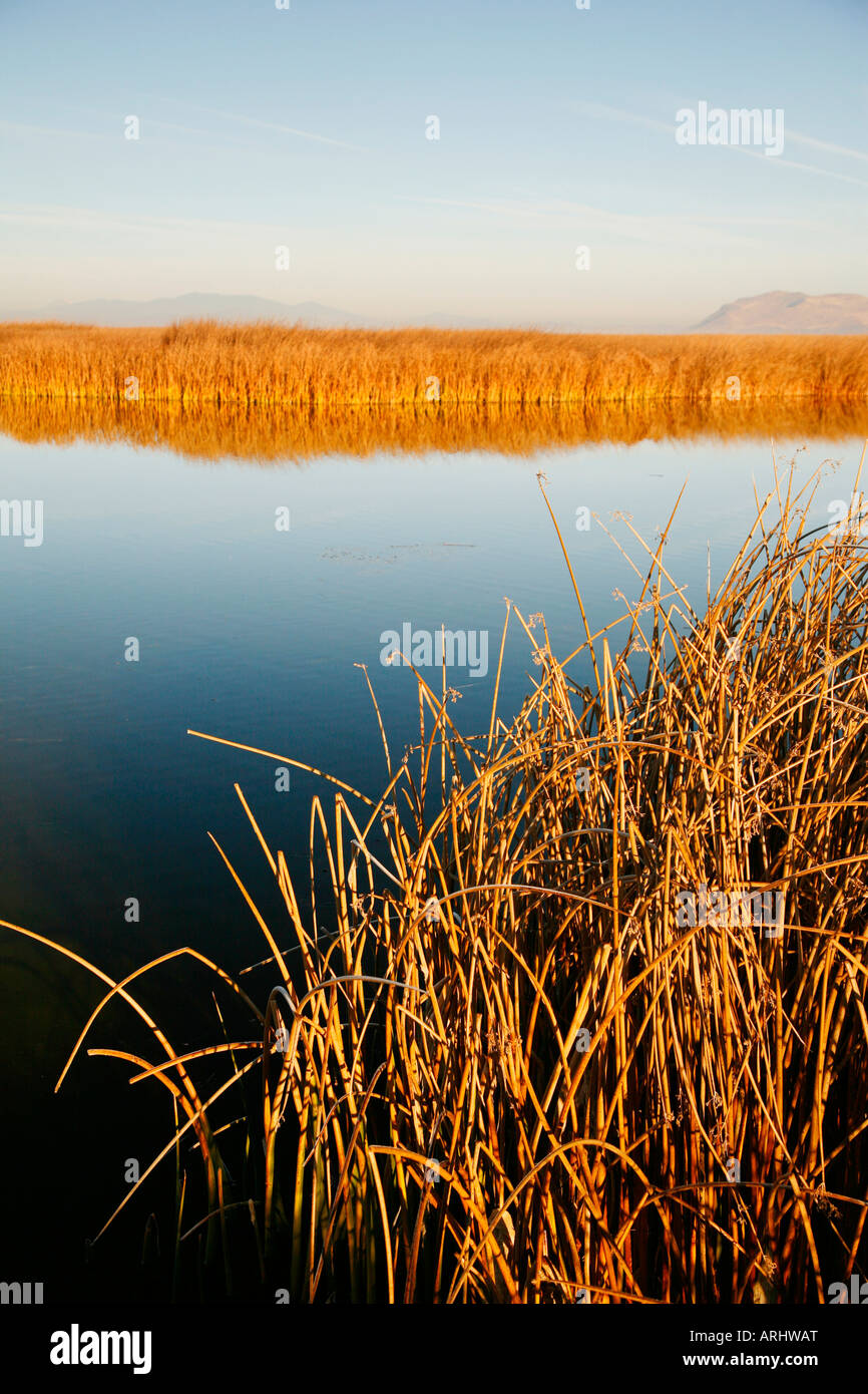 Tule reeds hi-res stock photography and images - Alamy
