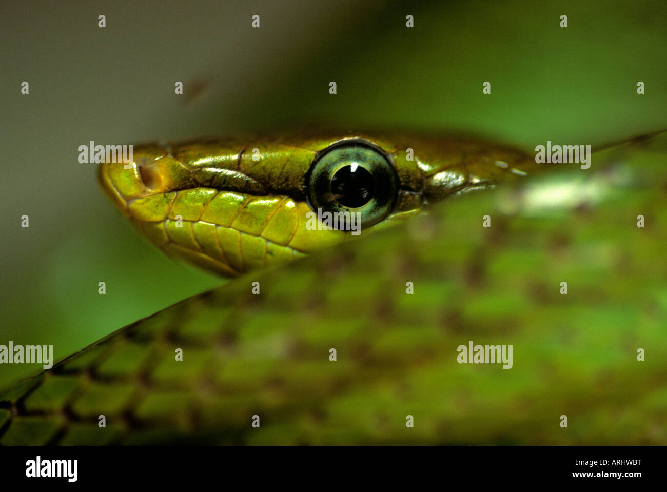 Red tailed racer. Gonyosoma oxycephala. Malaysian rainforest Stock ...
