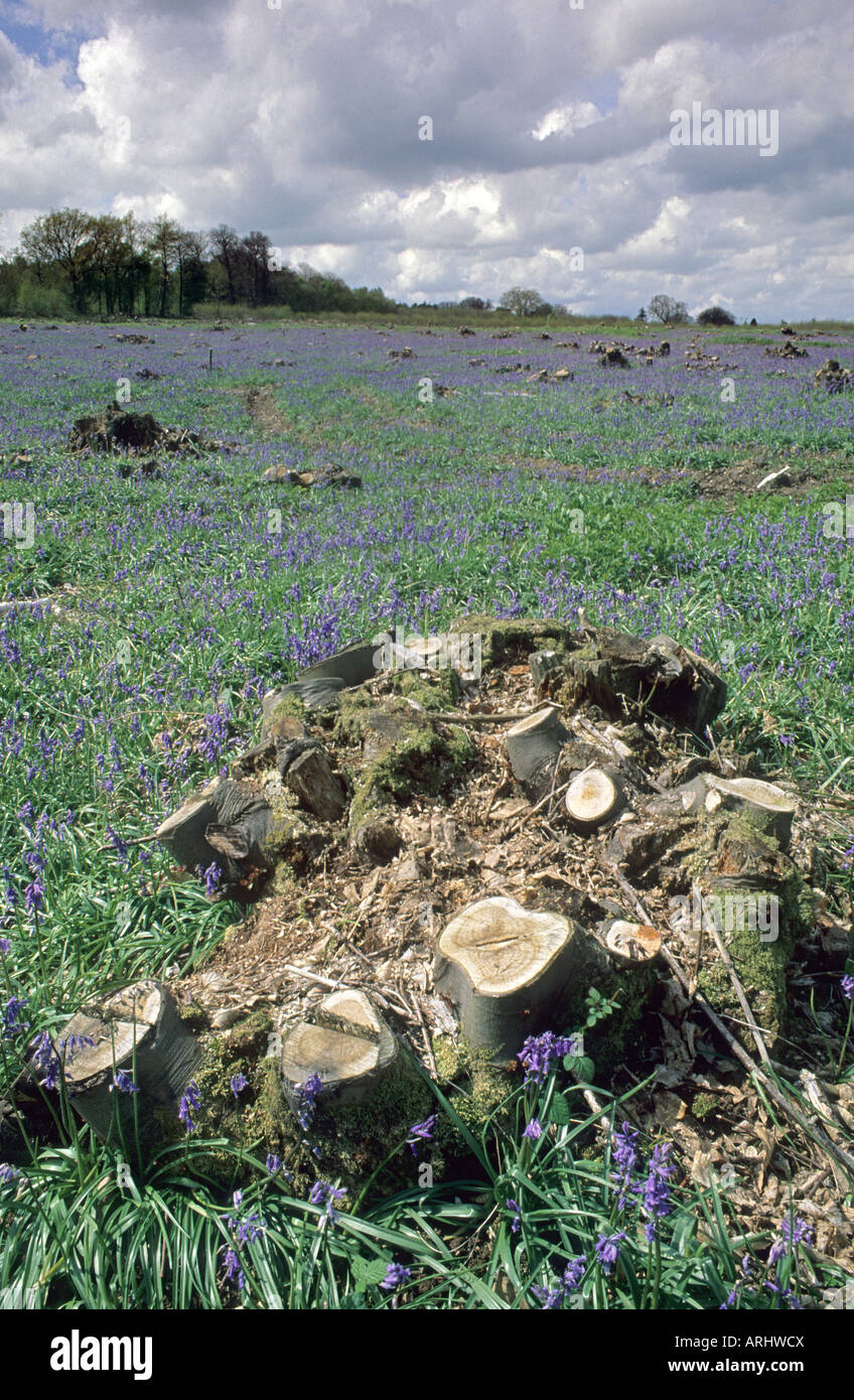 Coppice stool hi-res stock photography and images - Alamy