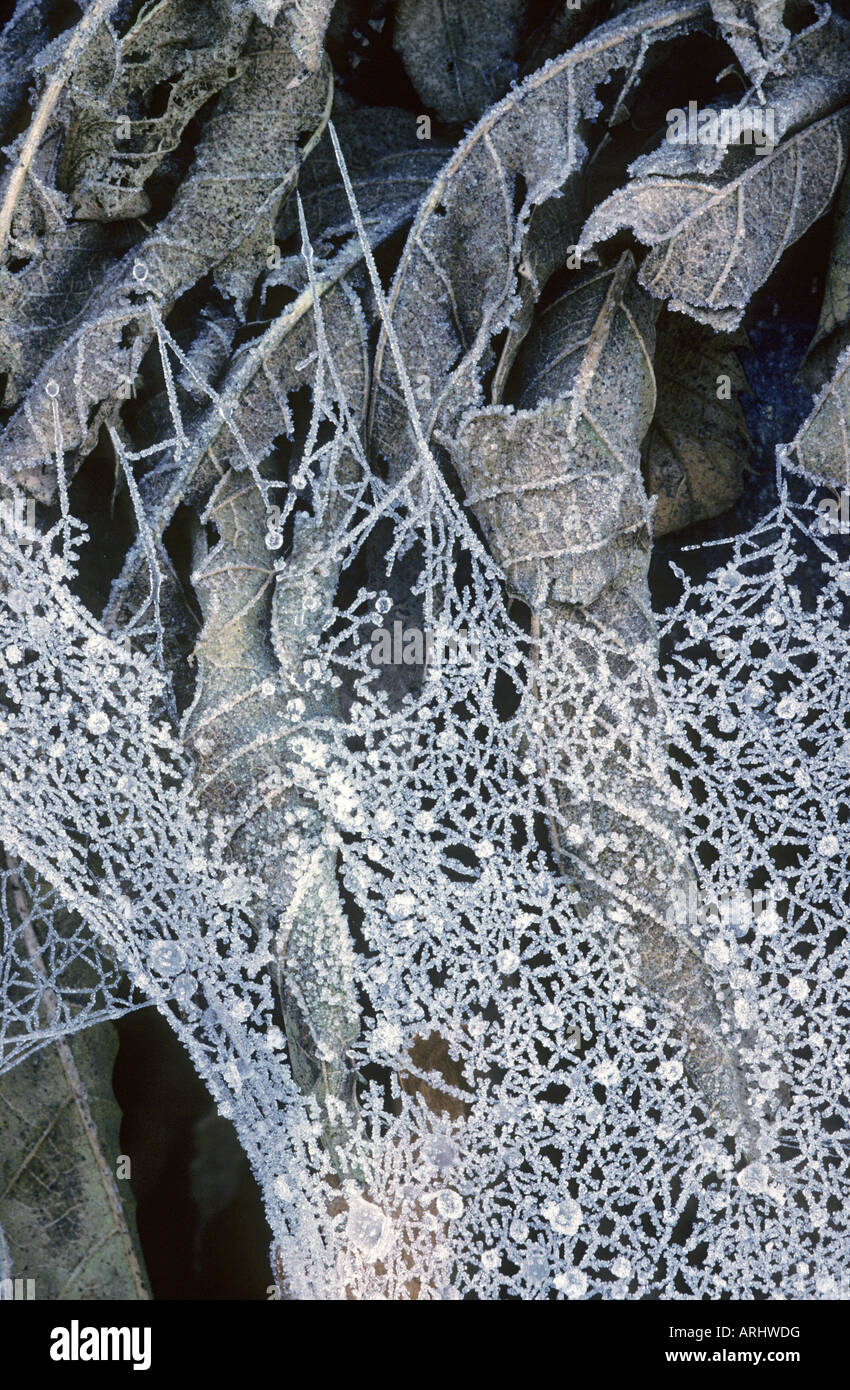 Lace web spiders hi-res stock photography and images - Alamy