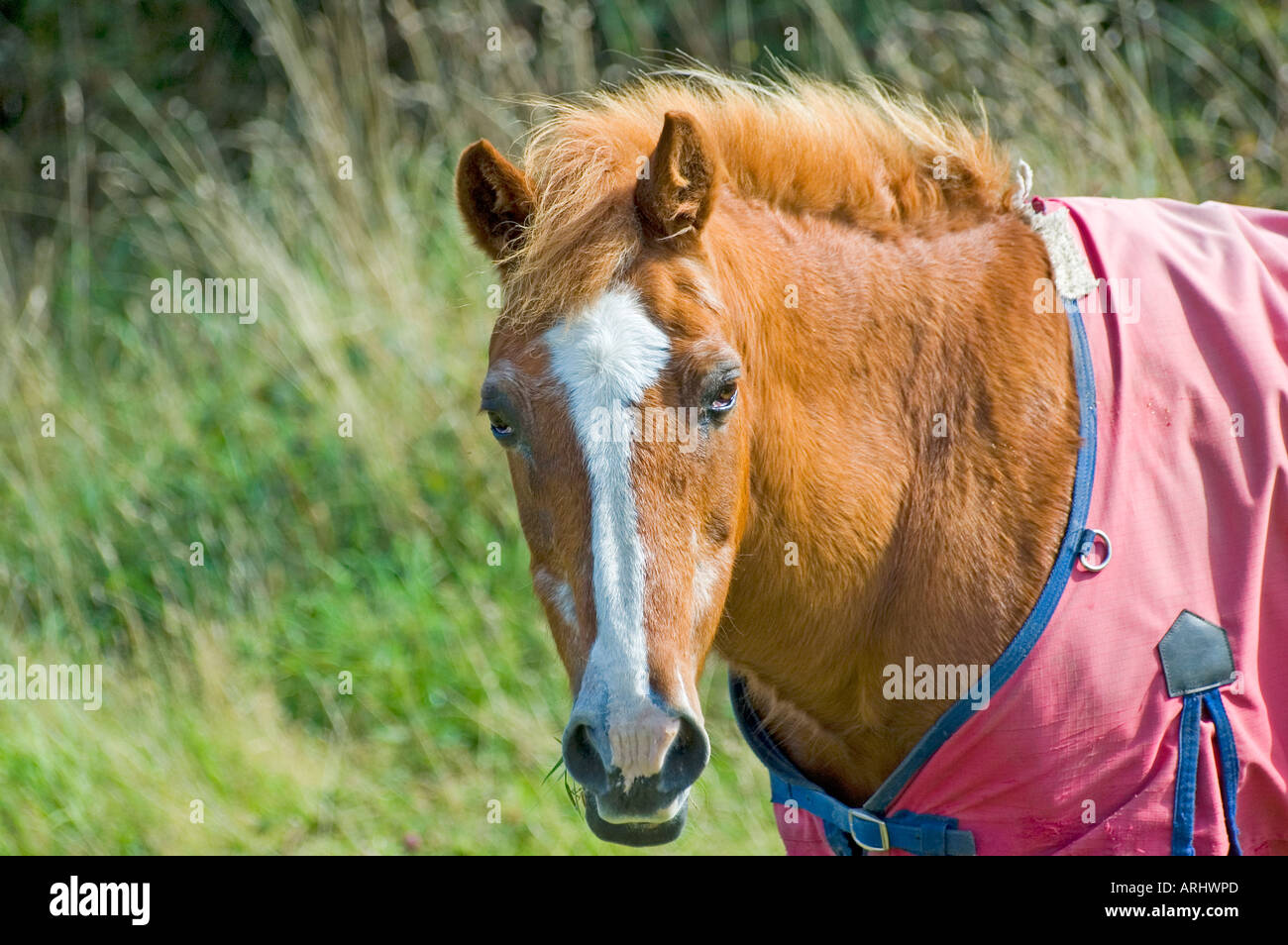 Red horse coat hi-res stock photography and images - Alamy