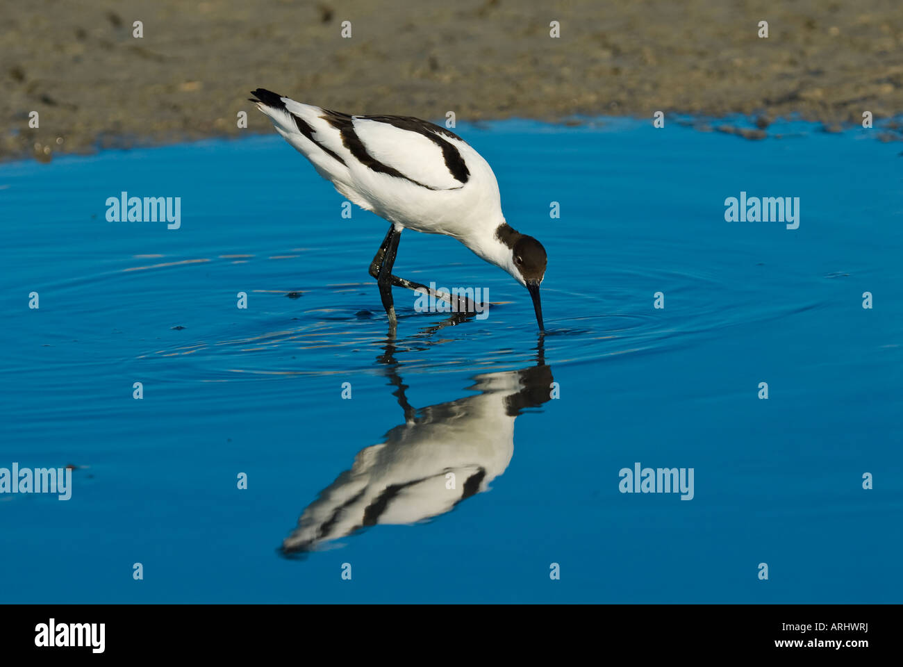 Saebelschnaebler Recurvirostra avosetta Pied avocet Stock Photo - Alamy