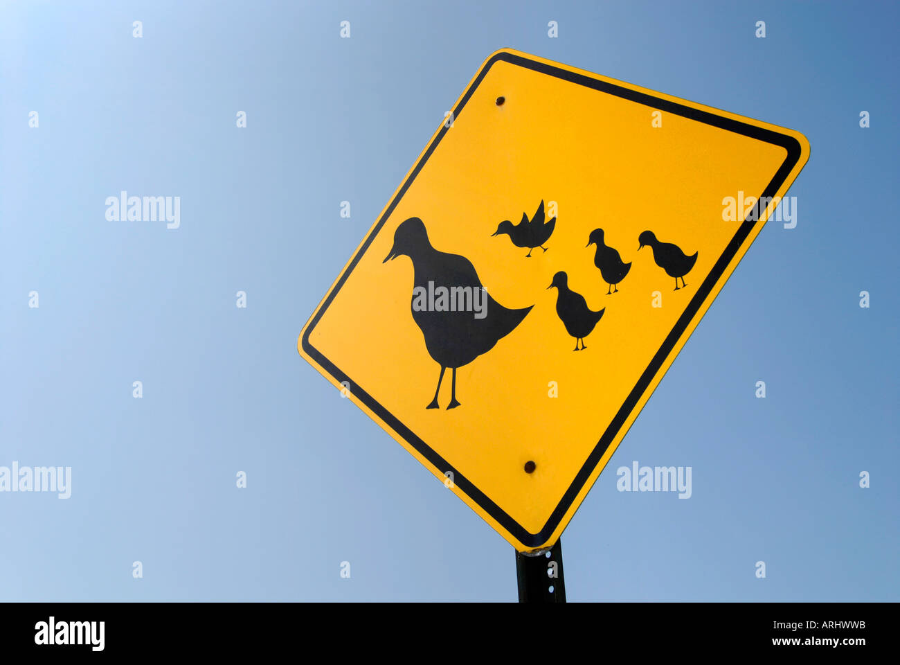 Warning signs duck crossing hi-res stock photography and images - Alamy