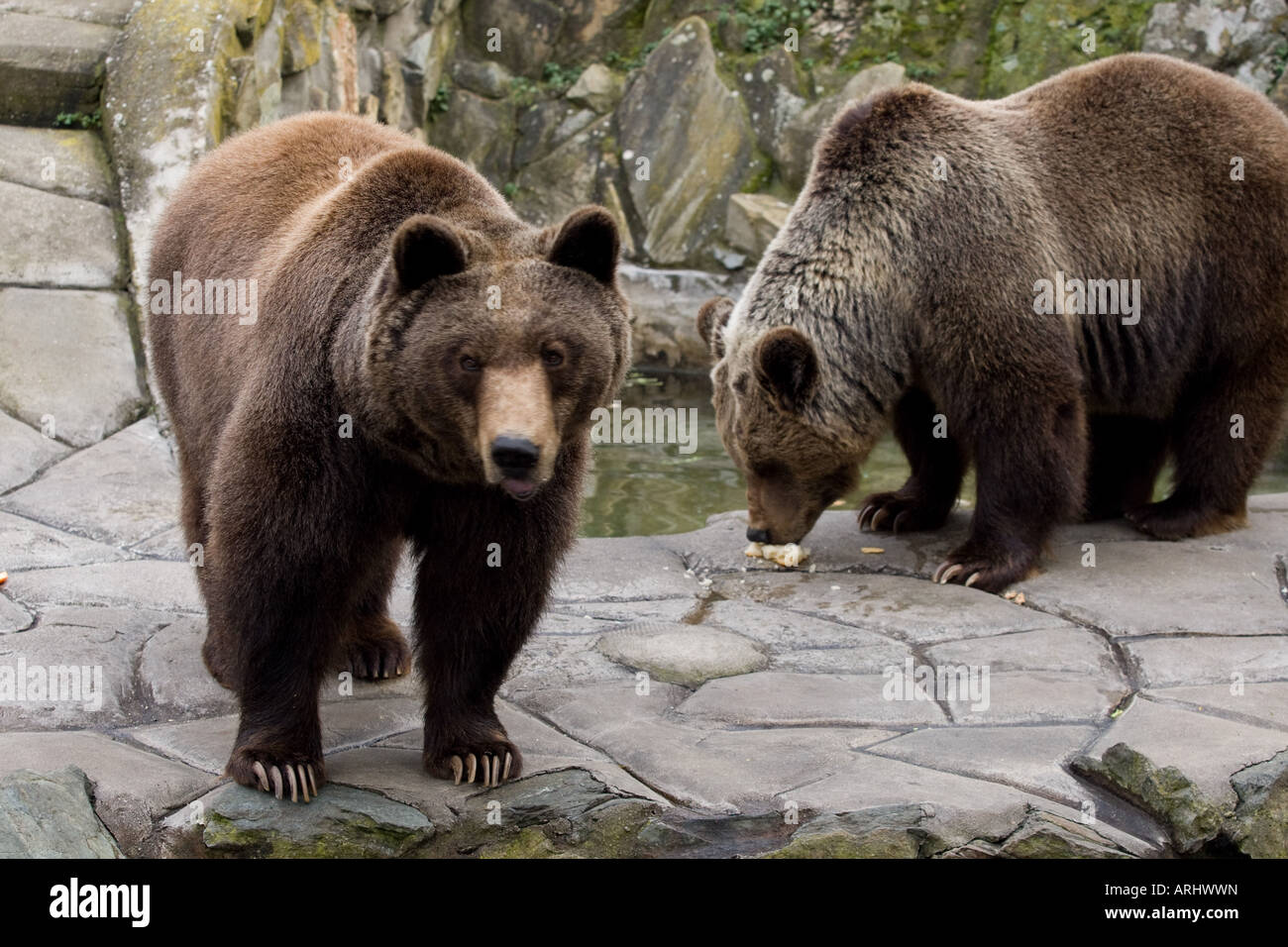brown bears in greece Stock Photo - Alamy