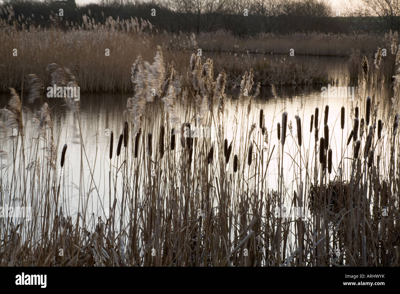 Winter evening at the disused peat workings Avalon Marshes near ...