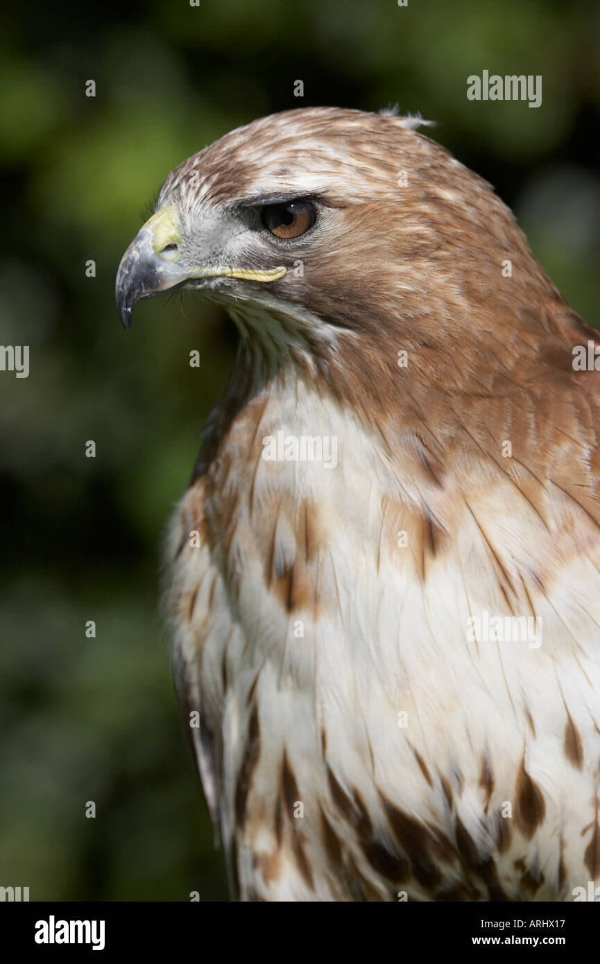 Red Tail Hawk Stock Photo - Alamy