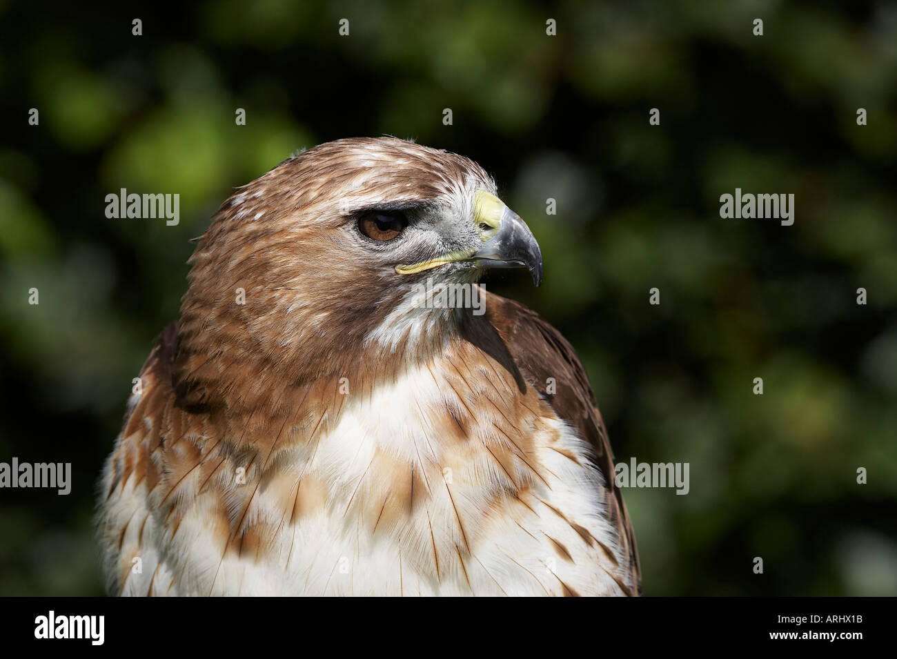 Red Tail Hawk Stock Photo - Alamy