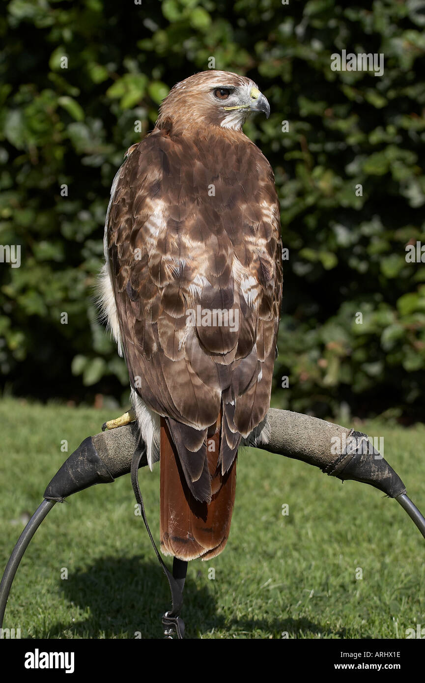 Red Tail Hawk Stock Photo - Alamy