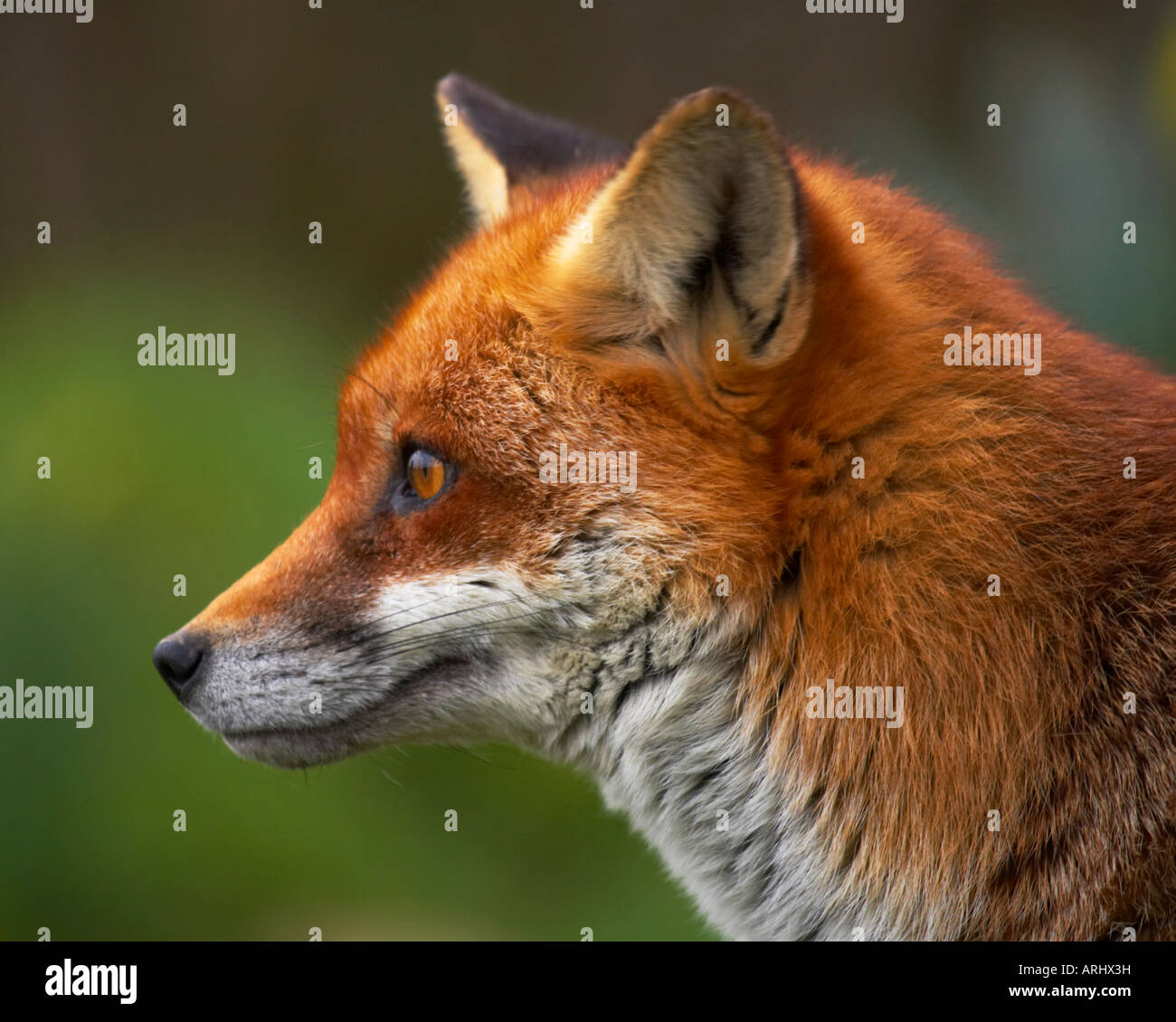 Fox hunt of ireland hi-res stock photography and images - Alamy