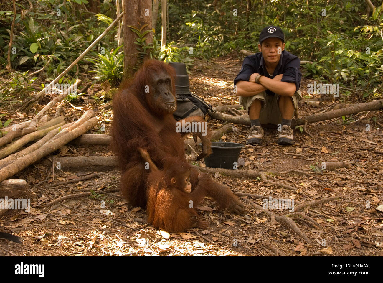 orangutan Pongo pygmaeus and baby sitting on forest floor with worker ...
