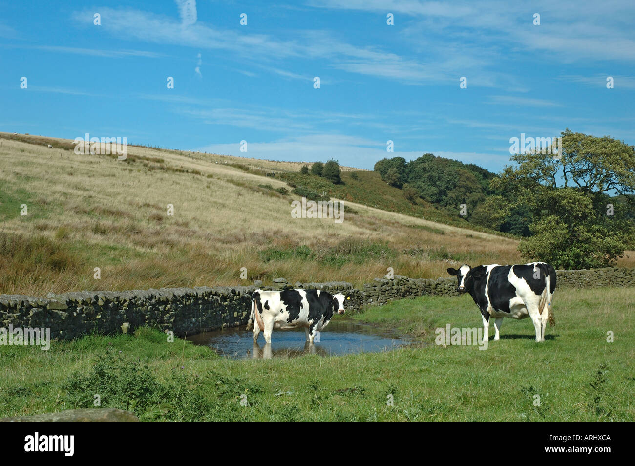 Drinking cattle hi-res stock photography and images - Alamy