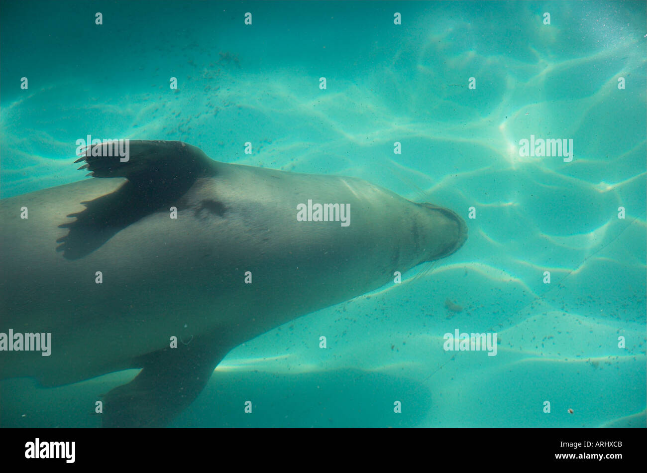 Seal under water Stock Photo - Alamy