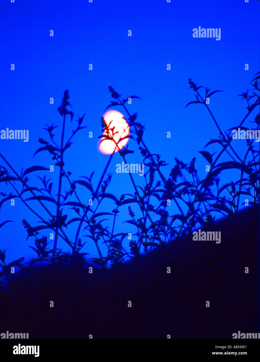 Inky black night hi-res stock photography and images - Alamy
