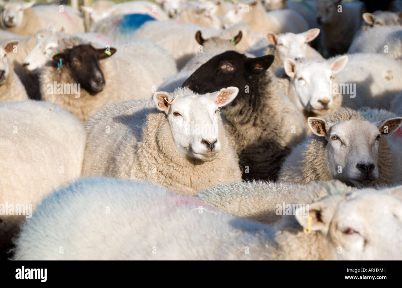 Flock of English Sheep Derbyshire England UK Stock Photo - Alamy