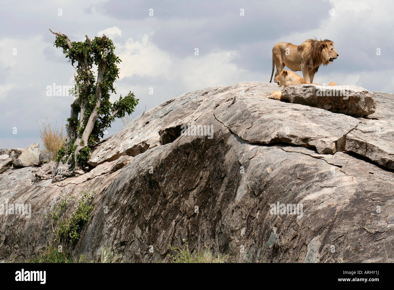 Male lion and lioness on rock at Simba Kopjes, Serengeti National Park ...