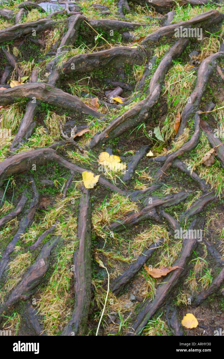 Water worn tree roots Stock Photo - Alamy
