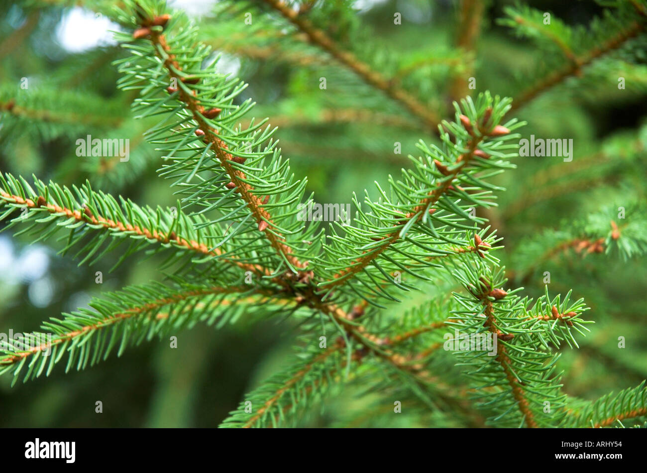 Sitka spruce leaves hi-res stock photography and images - Alamy
