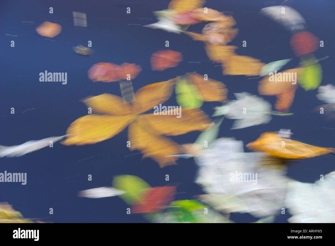 Horse chestnut leaf floating on a smooth river surface Stock Photo - Alamy