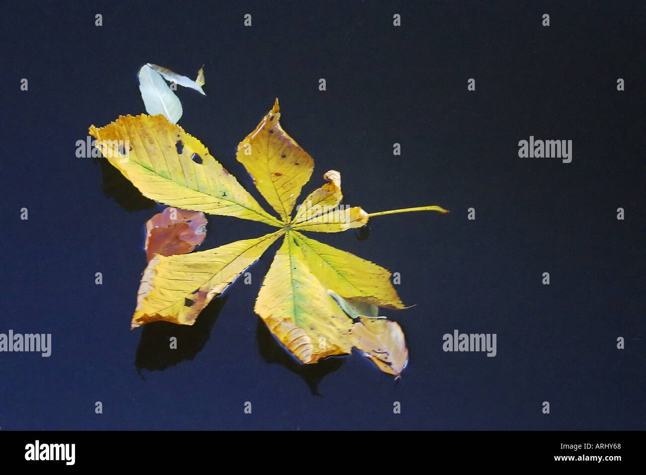 Horse chestnut leaf floating on a smooth river surface Stock Photo - Alamy
