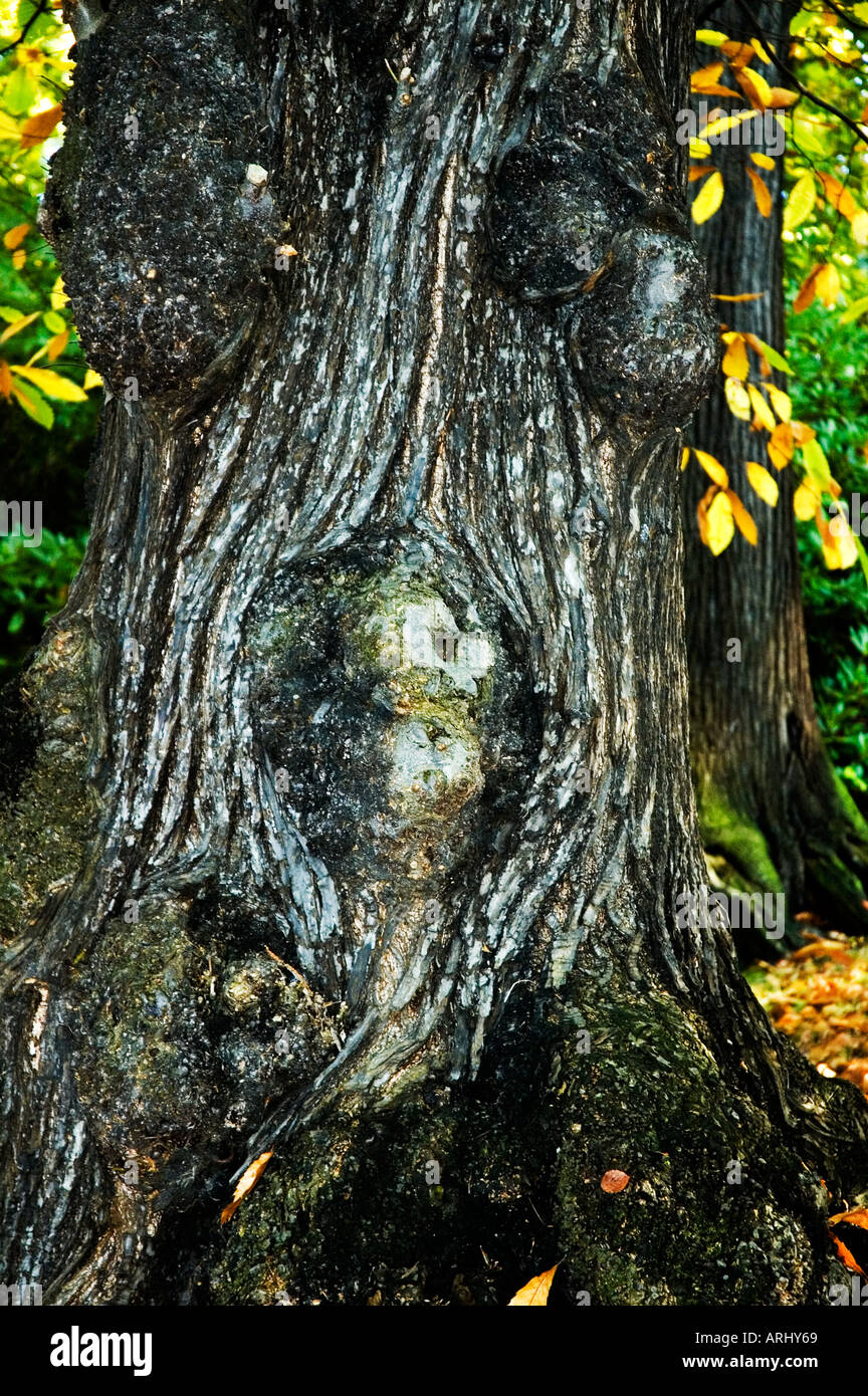 Old Man Tree Stock Photo - Alamy