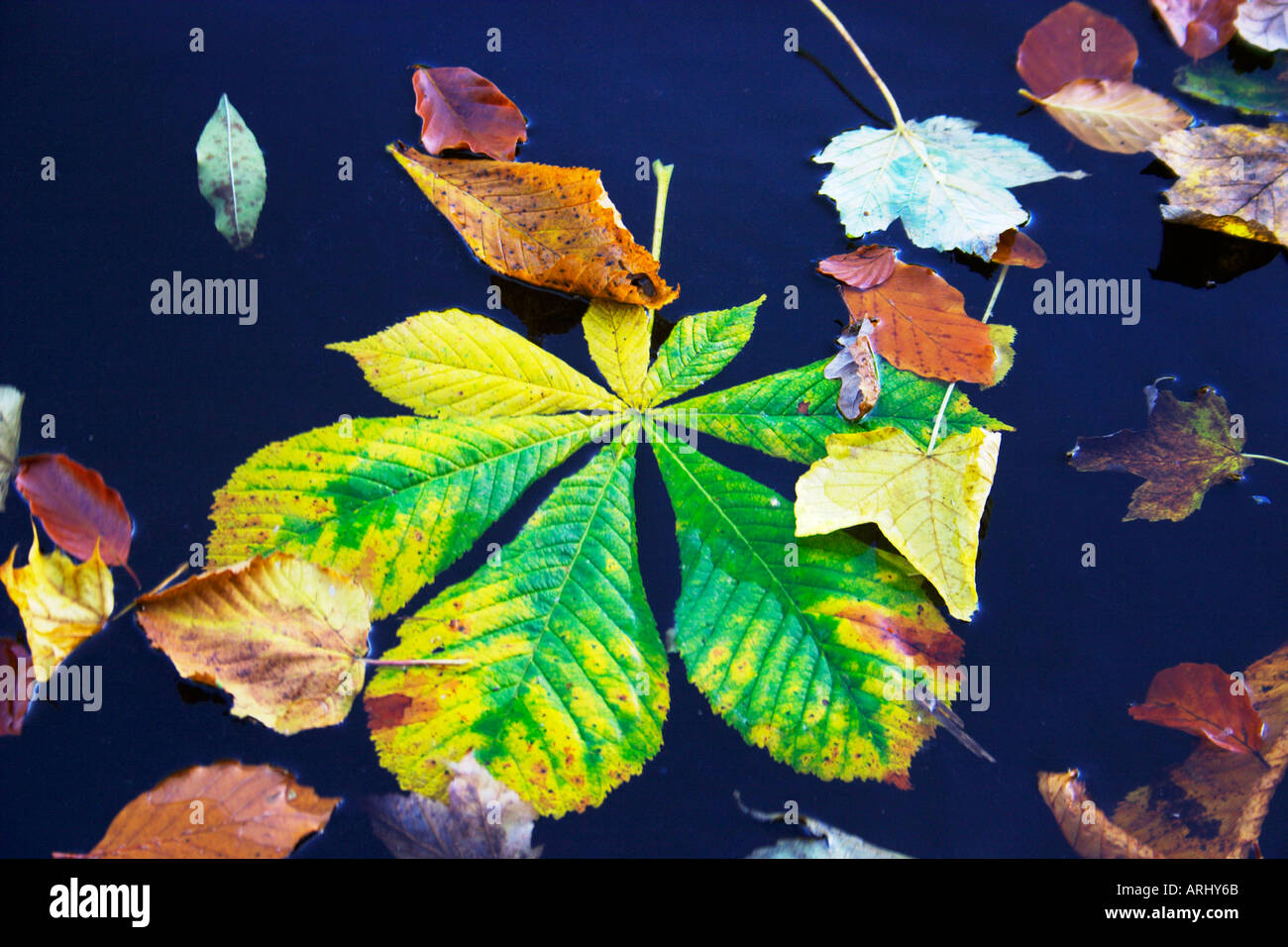 Horse chestnut leaf floating on a smooth river surface Stock Photo - Alamy