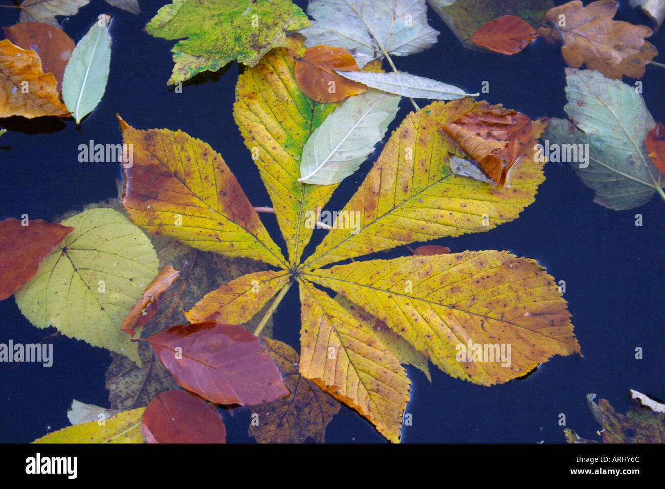 Horse chestnut leaf floating on a smooth river surface Stock Photo - Alamy