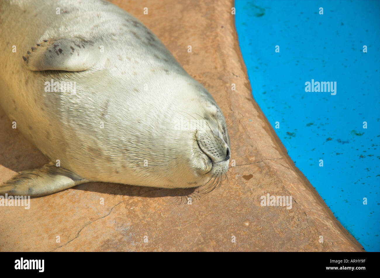 Sleepy fish hi-res stock photography and images - Alamy