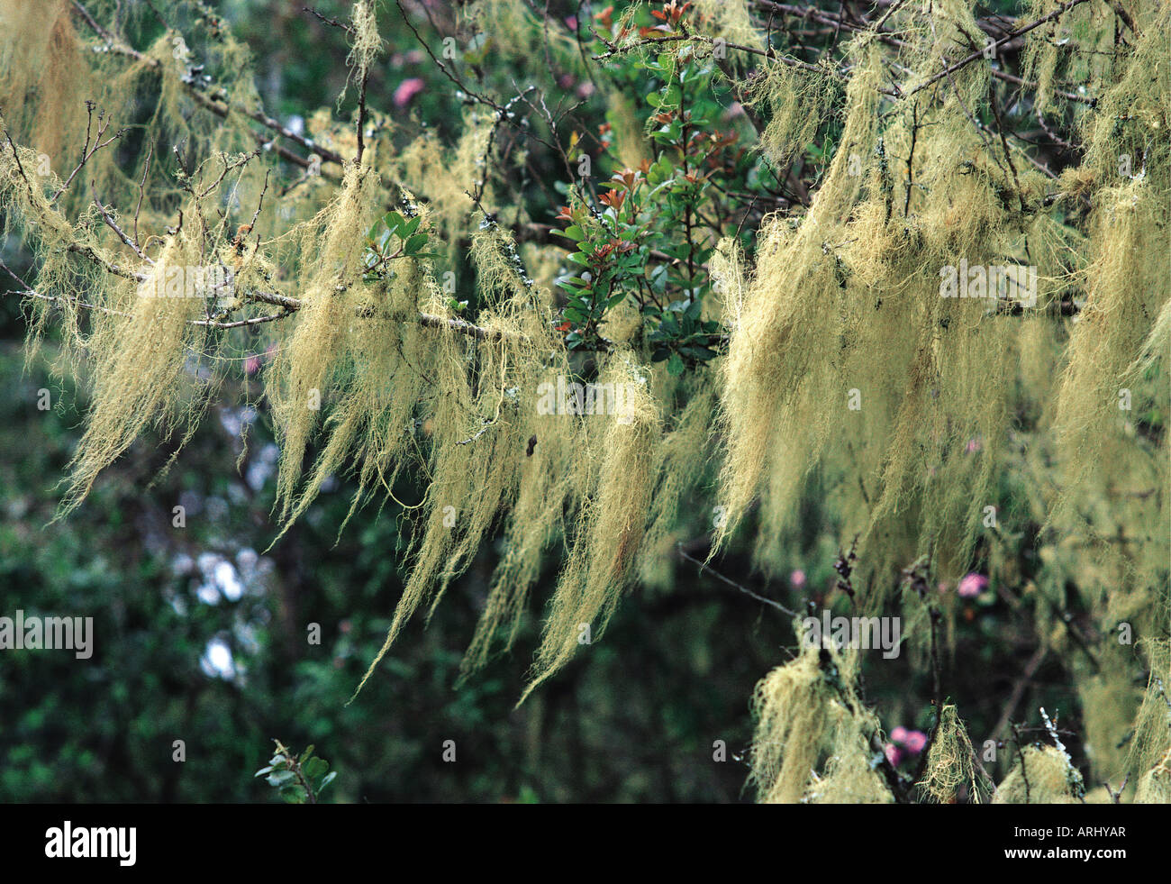 Moss blowing hi-res stock photography and images - Alamy