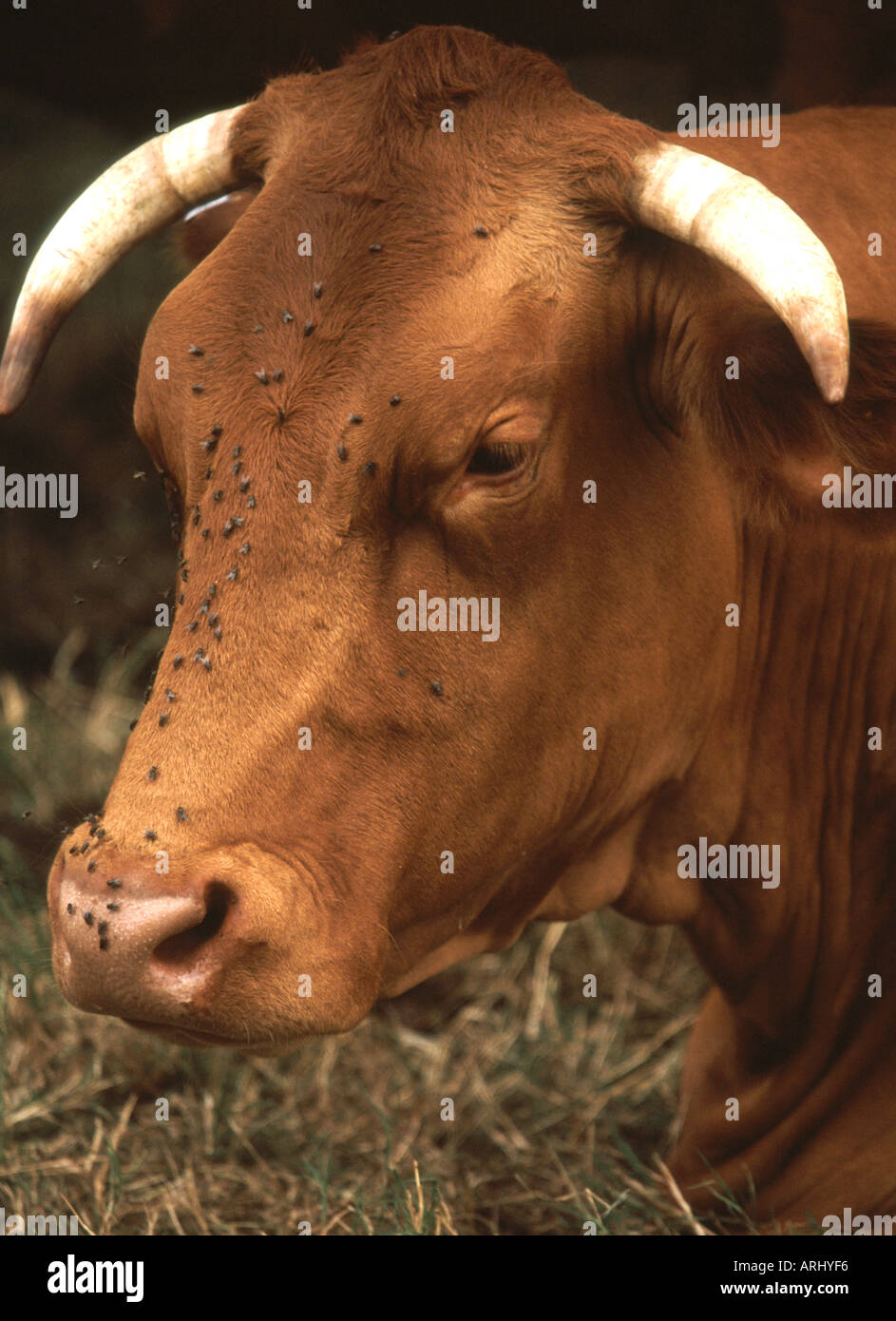 COW AND FLIES Stock Photo - Alamy