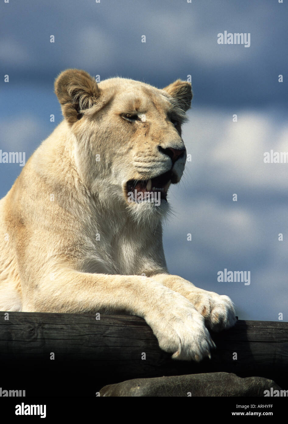 White lioness hi-res stock photography and images - Alamy