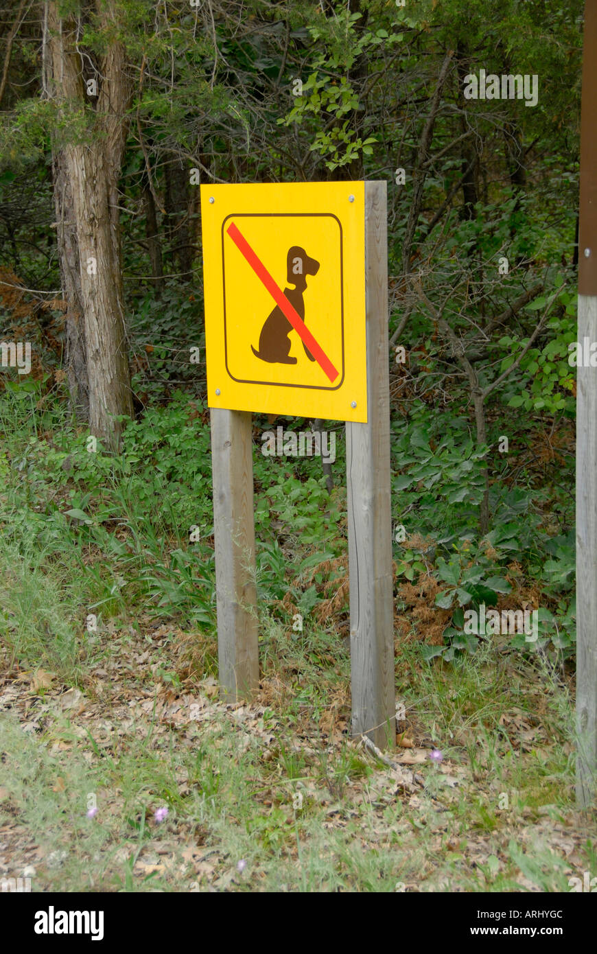 Dogs prohibited sign on the side of a campground road Stock Photo - Alamy