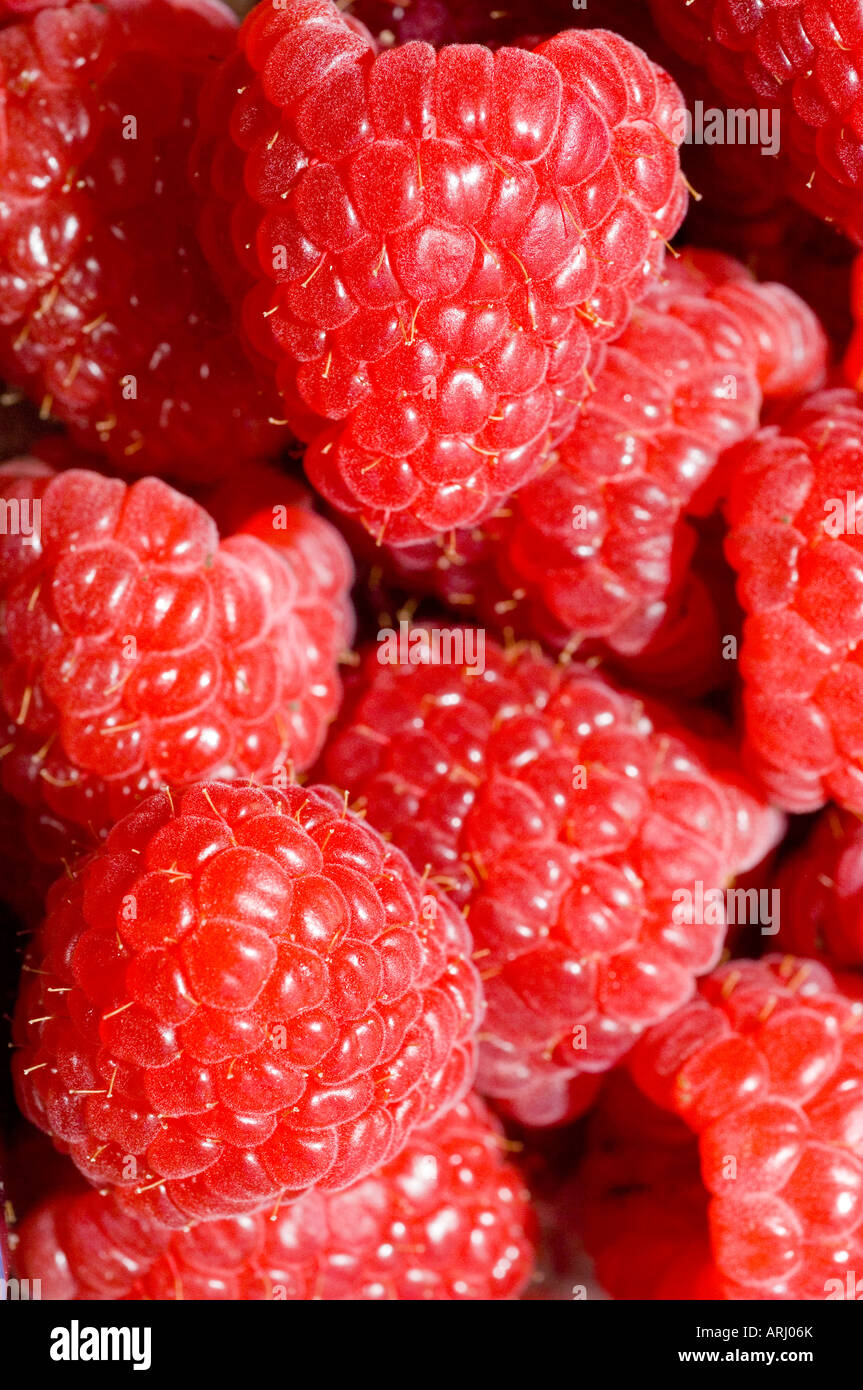 A close-up of freshly picked organic Raspberries Stock Photo - Alamy