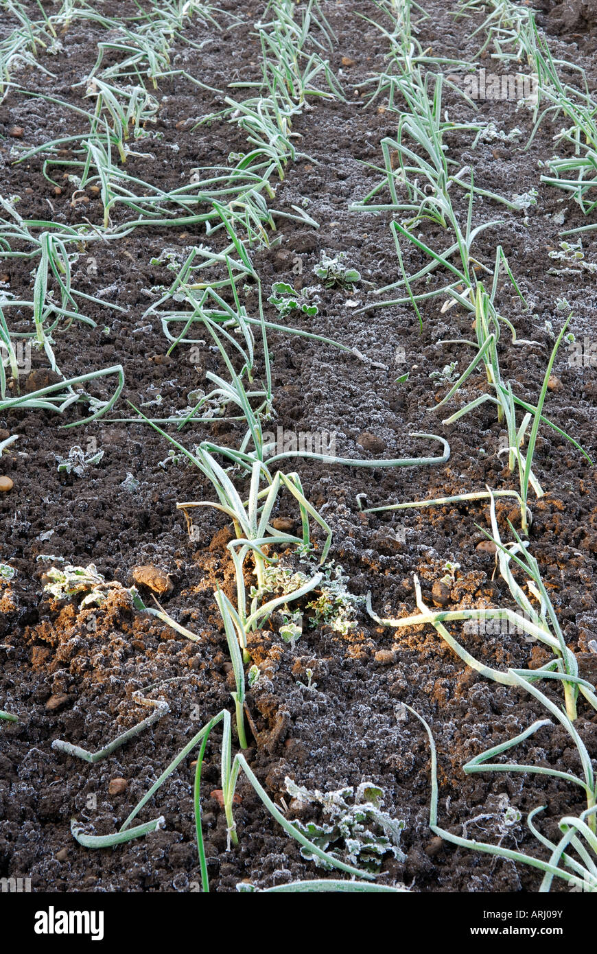 Onion Plants Stock Photo - Alamy