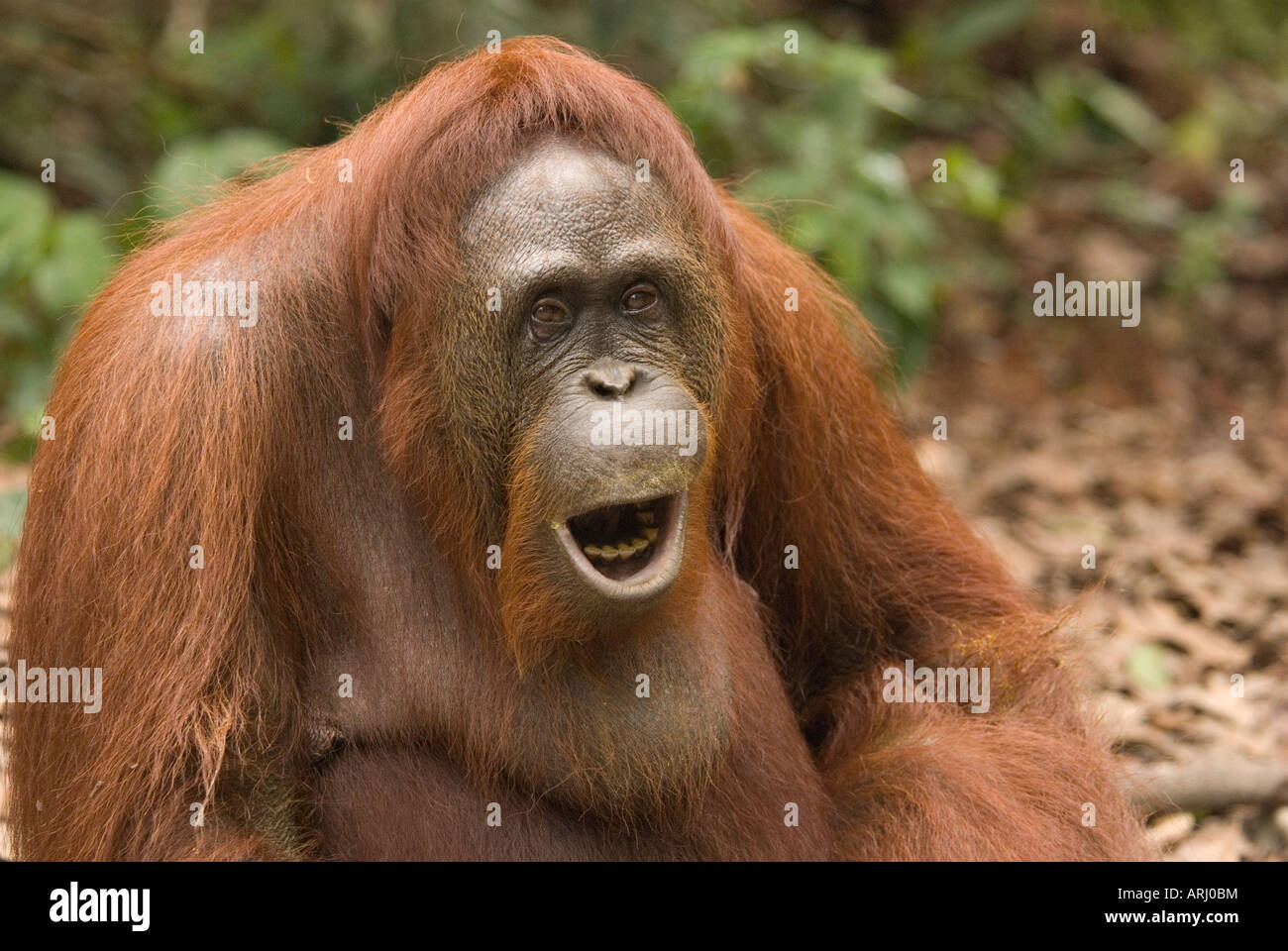 Female orangutan Pongo pygmaeus smiling in Borneo Stock Photo - Alamy
