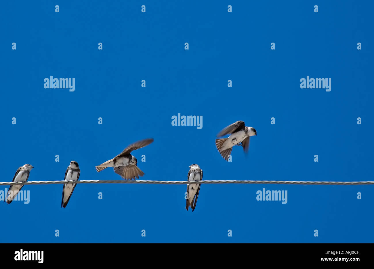 Martlet hi-res stock photography and images - Alamy