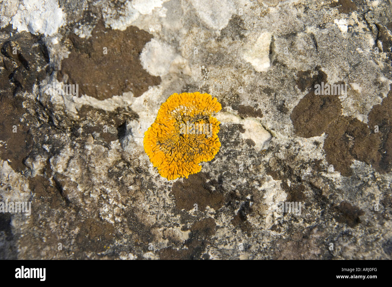 yellow lichen on a stone underground rock sand pot spot hotspot stone ...