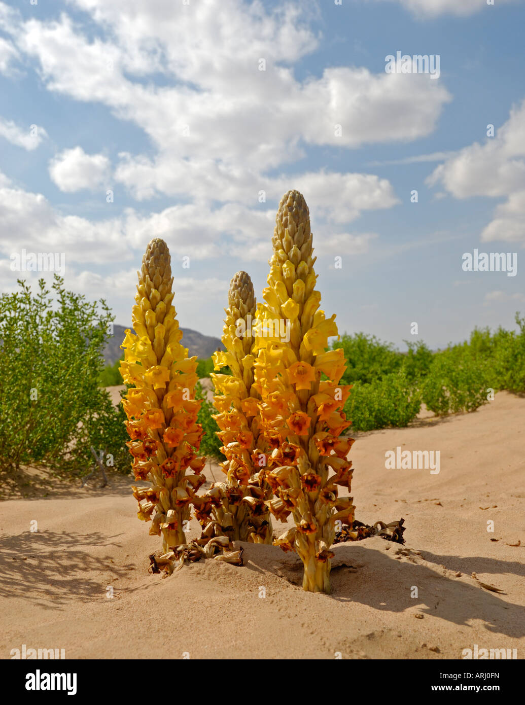 Arabian Desert Plants