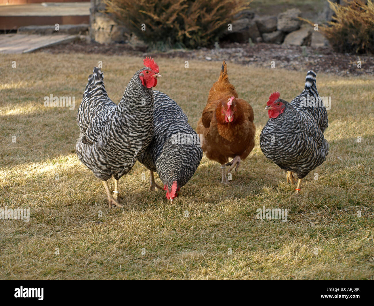 A flock of free range organic chickens feed on insects and grubs in a ...